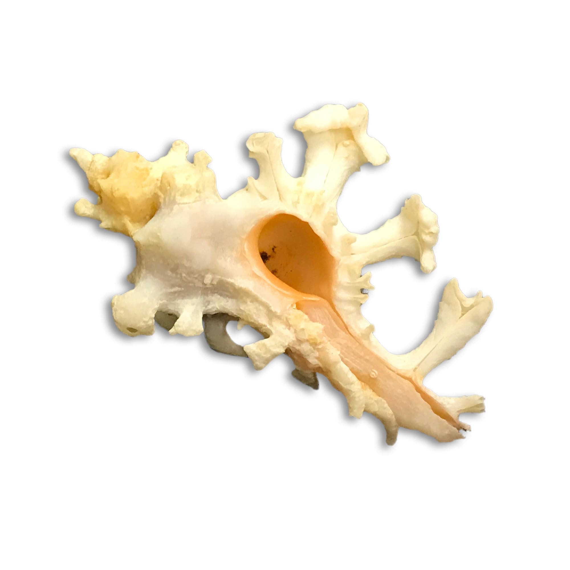 Anatomical Murex Sea Shell Homalocantha Anatomica Natural Display ...