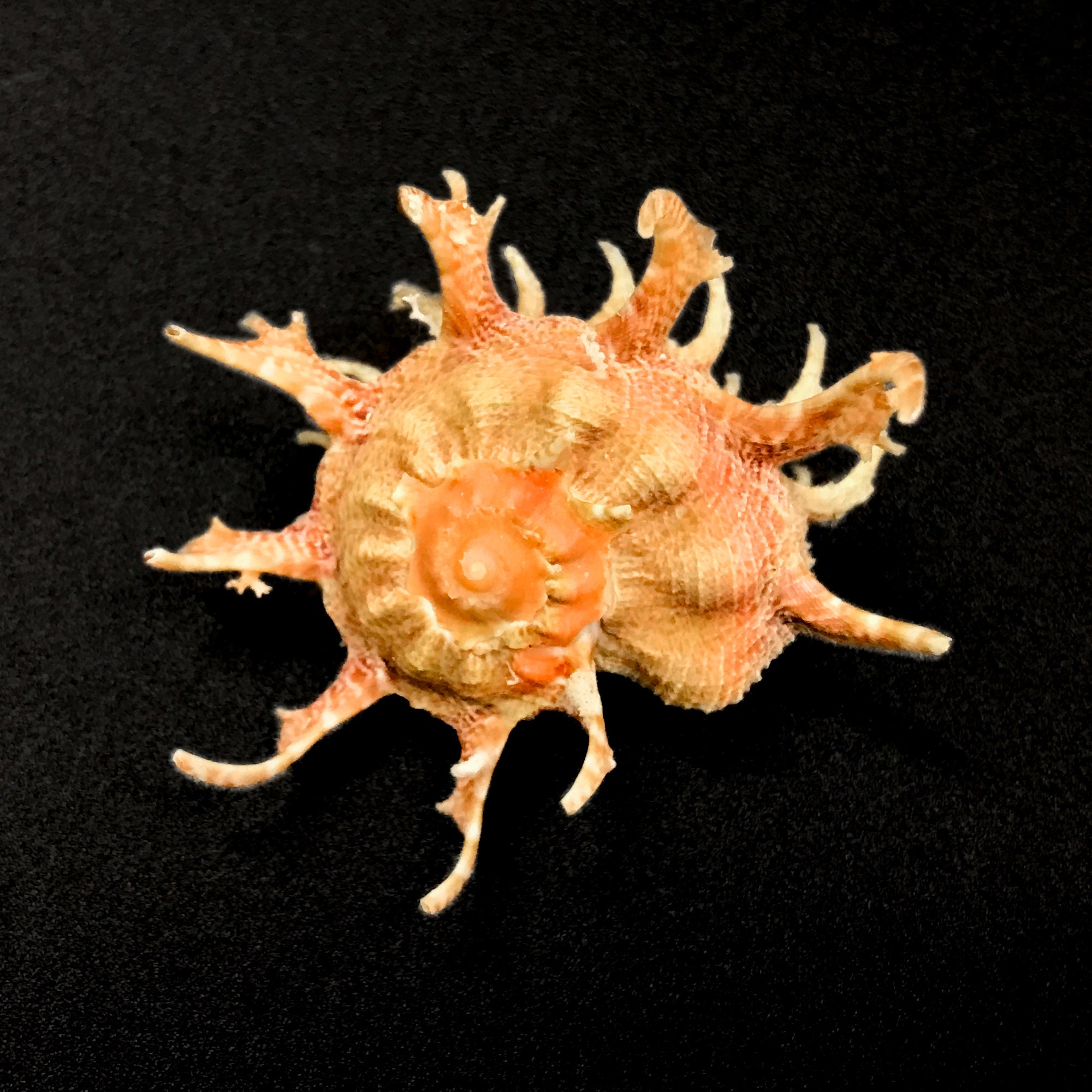 Kiener's Delphinula Sea Shell Angaria Sphaerula Natural - Etsy