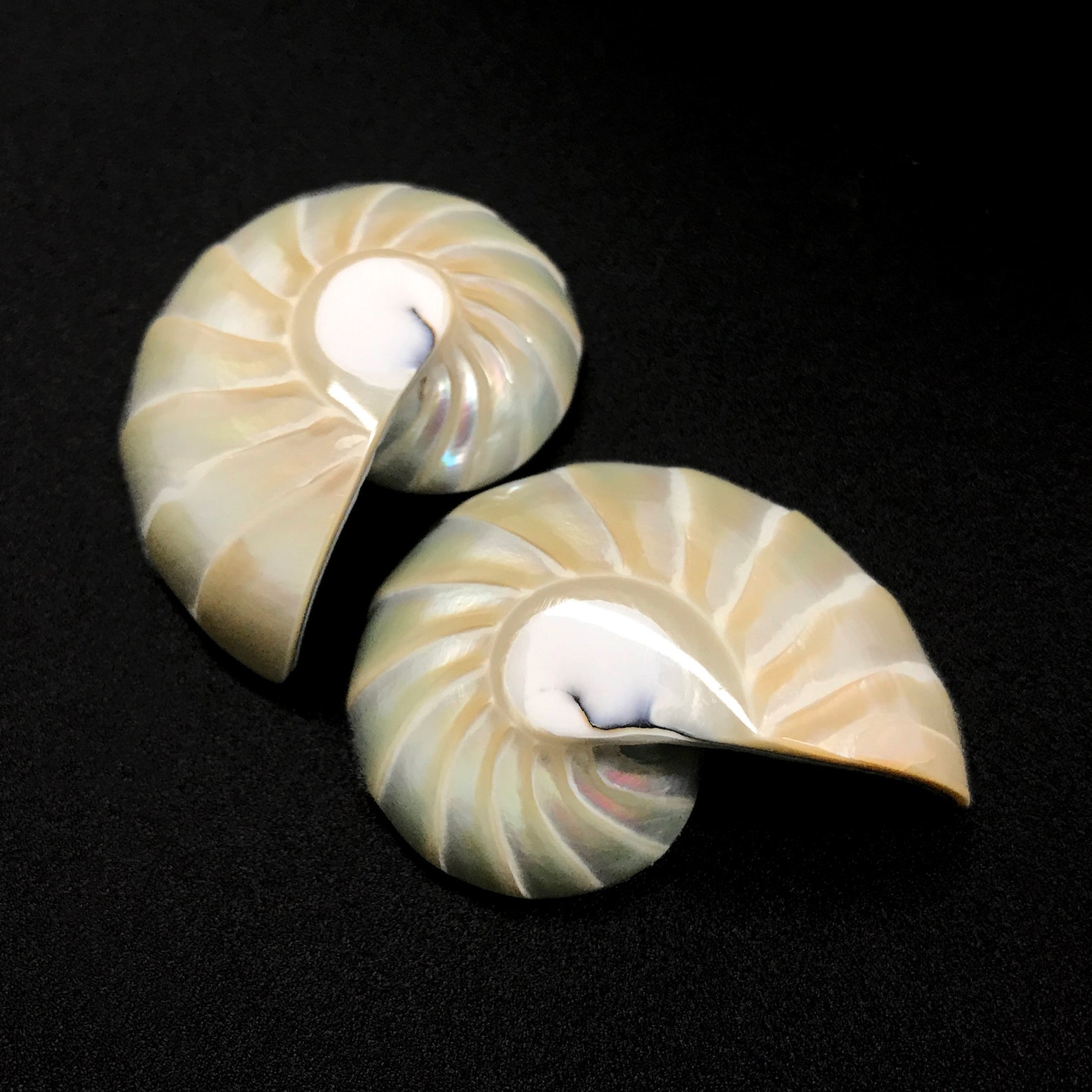 Nautilus Tiger Eye Half Cut Grooved Pair 40mm - 45mm Polished Cabochons ...