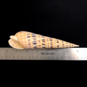 LARGE Marlin Spike Auger Sea Shell Terebra Maculata Natural Display ...