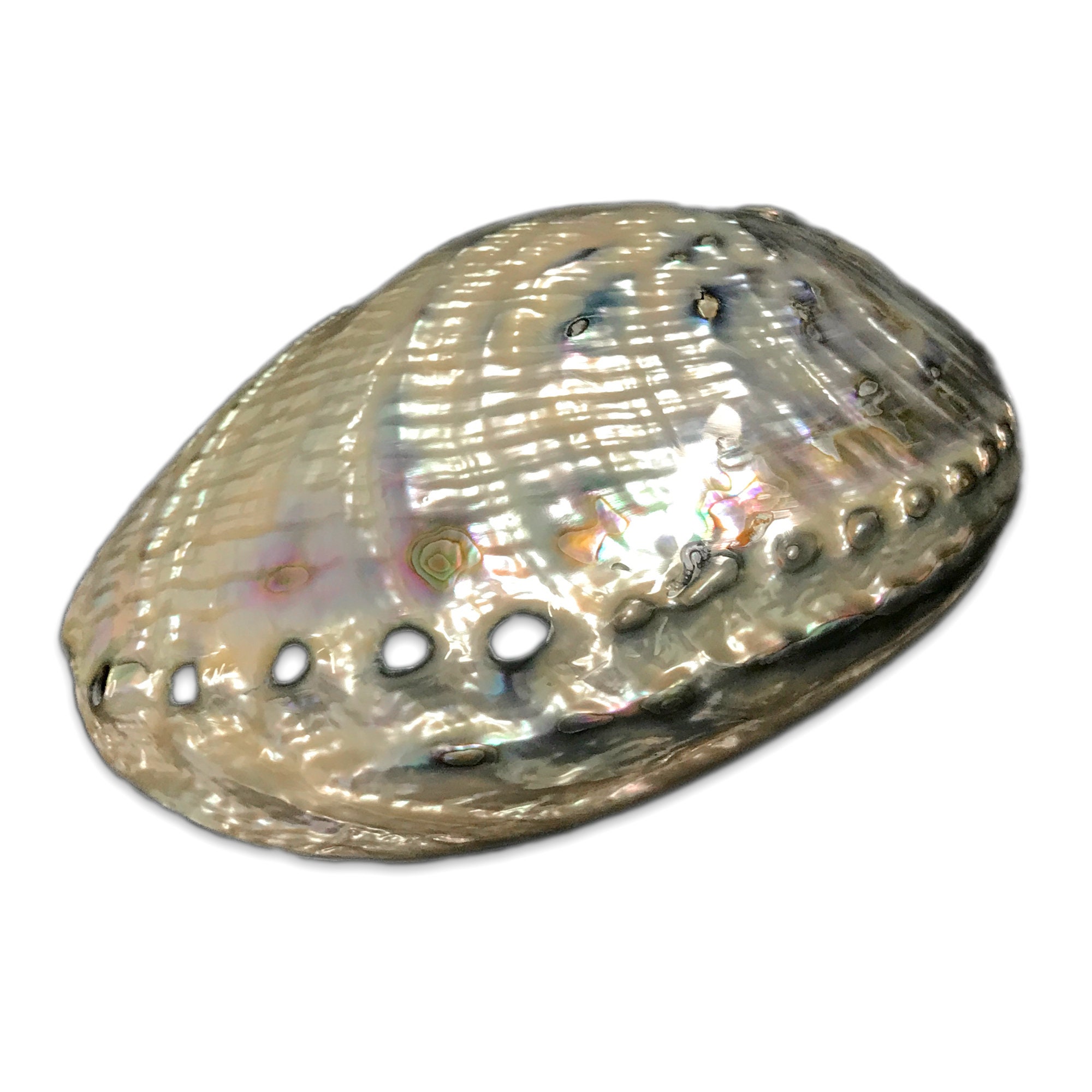 Abalone Sea Shell Natural Polished Nacre Shell Decorative Mother of ...