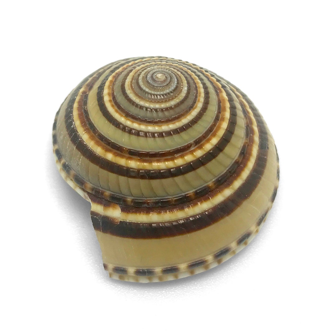 Perspective Sundial Sea Shell Architectonica Perspectiva Natural ...