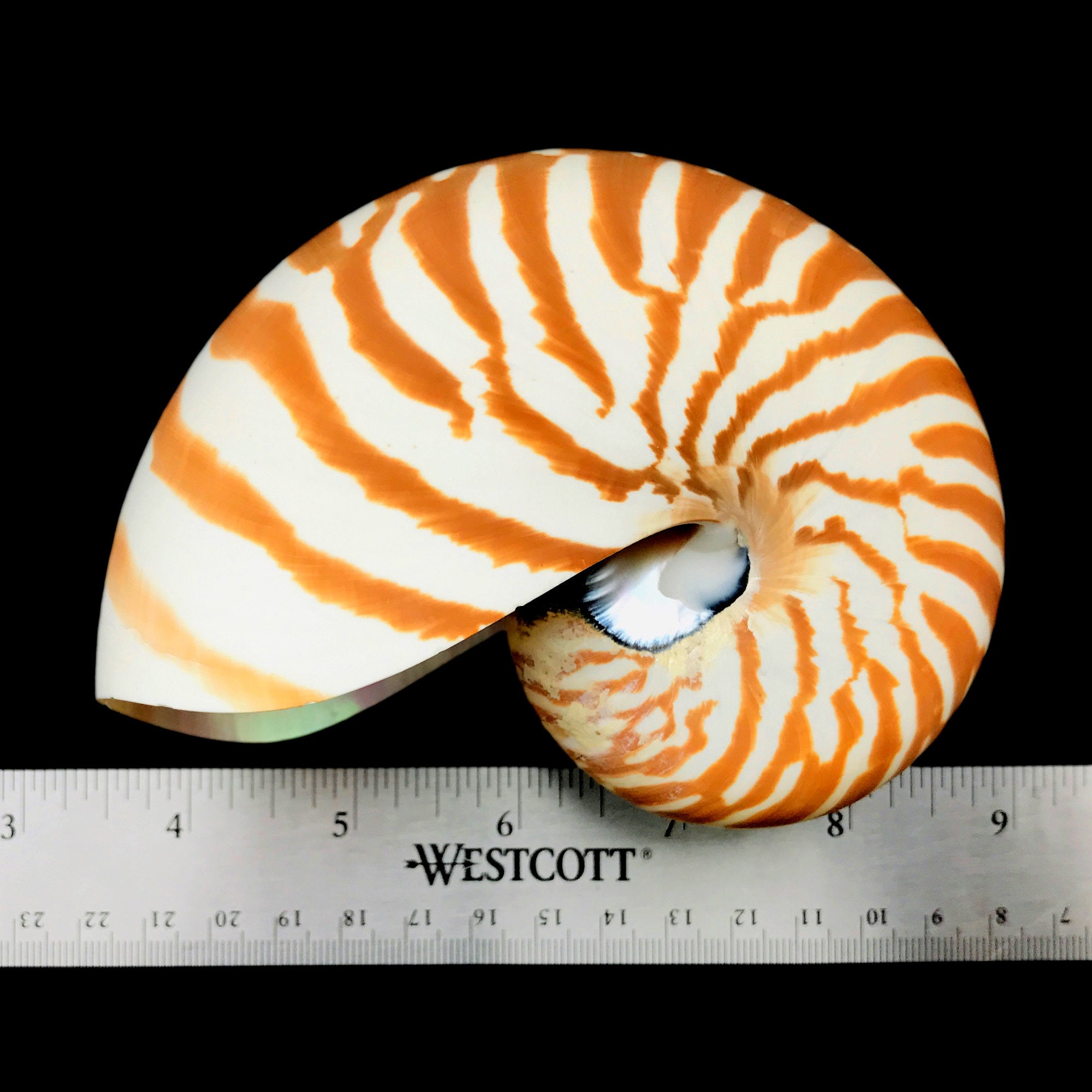 Large Chambered Nautilus Sea Shell Rare Natural Display | Etsy