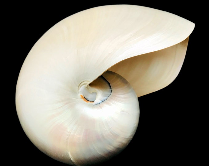 Natural Nautilus Shell Large Nautilus Coastal Home Decor Seashells ...