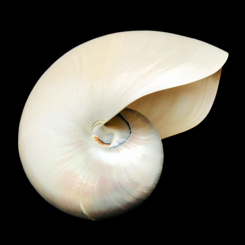 Large Nautilus Shell - Etsy
