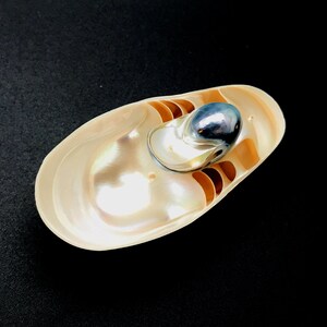Nautilus Shell Boat Hand Carved Nautilus Sea Shell Rare Delicate Unique ...