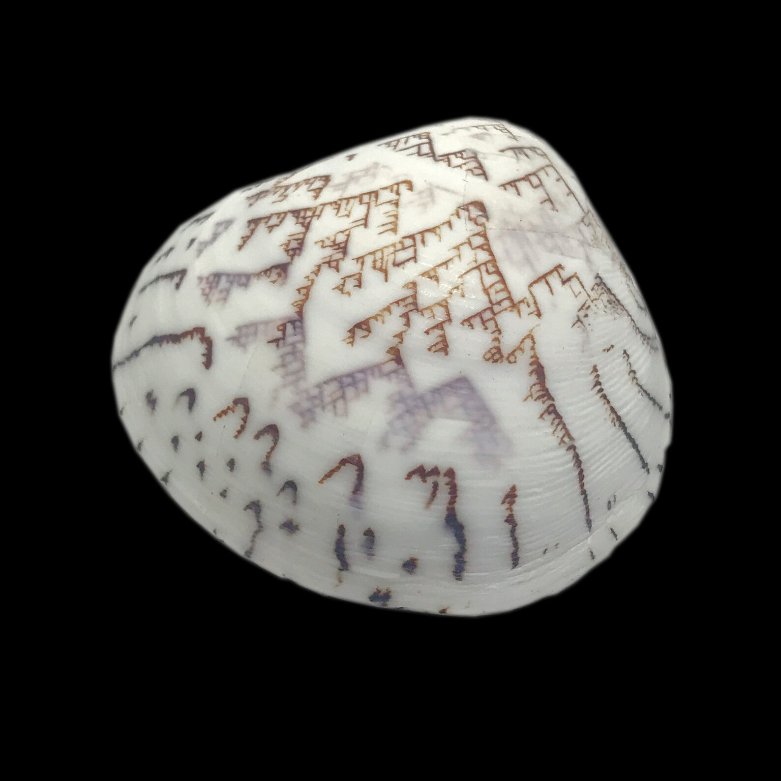 Venus Clam Shell MATCHING PAIR Zigzag Pattern Lioconcha Castrensis ...