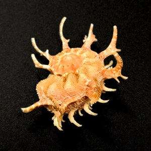 Kiener's Delphinula Sea Shell Angaria Sphaerula Natural Display ...