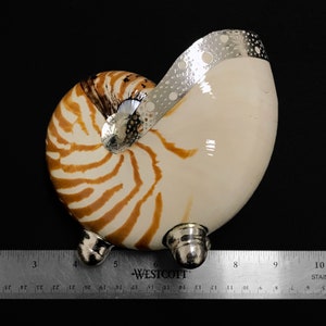 Silver Gilded Large Chambered Nautilus Sea Shell With Leg Stand Rare ...