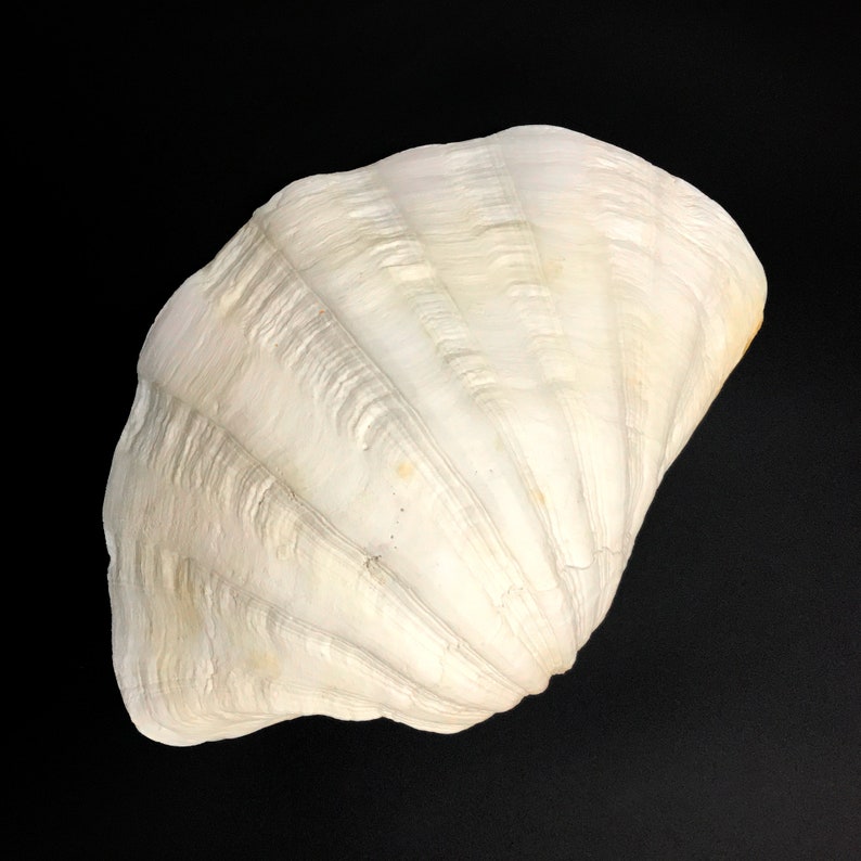 Extra Large Giant Clam Shell Half Very Rare Unique Real Sea Shell ...