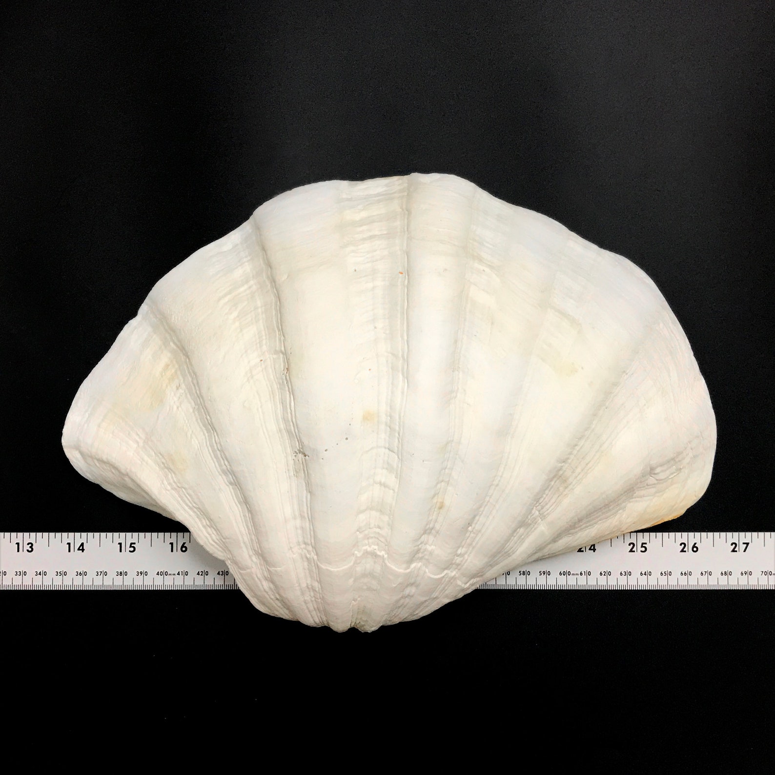 Extra Large Giant Clam Shell Half Very Rare Unique Real Sea Shell ...