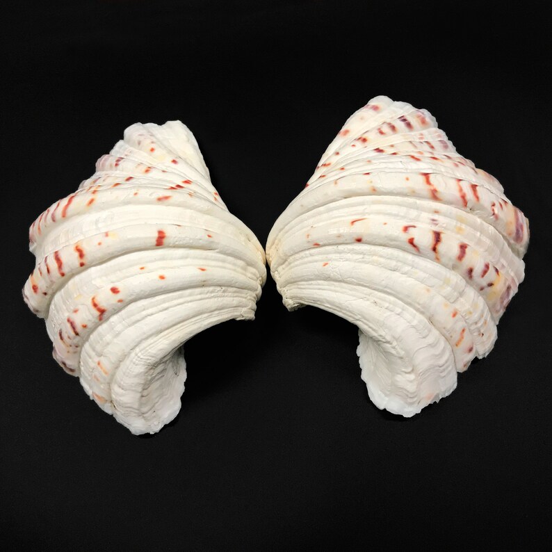 Extra Large Horse Hoof Clam Shell MATCHING PAIR Hippopus - Etsy