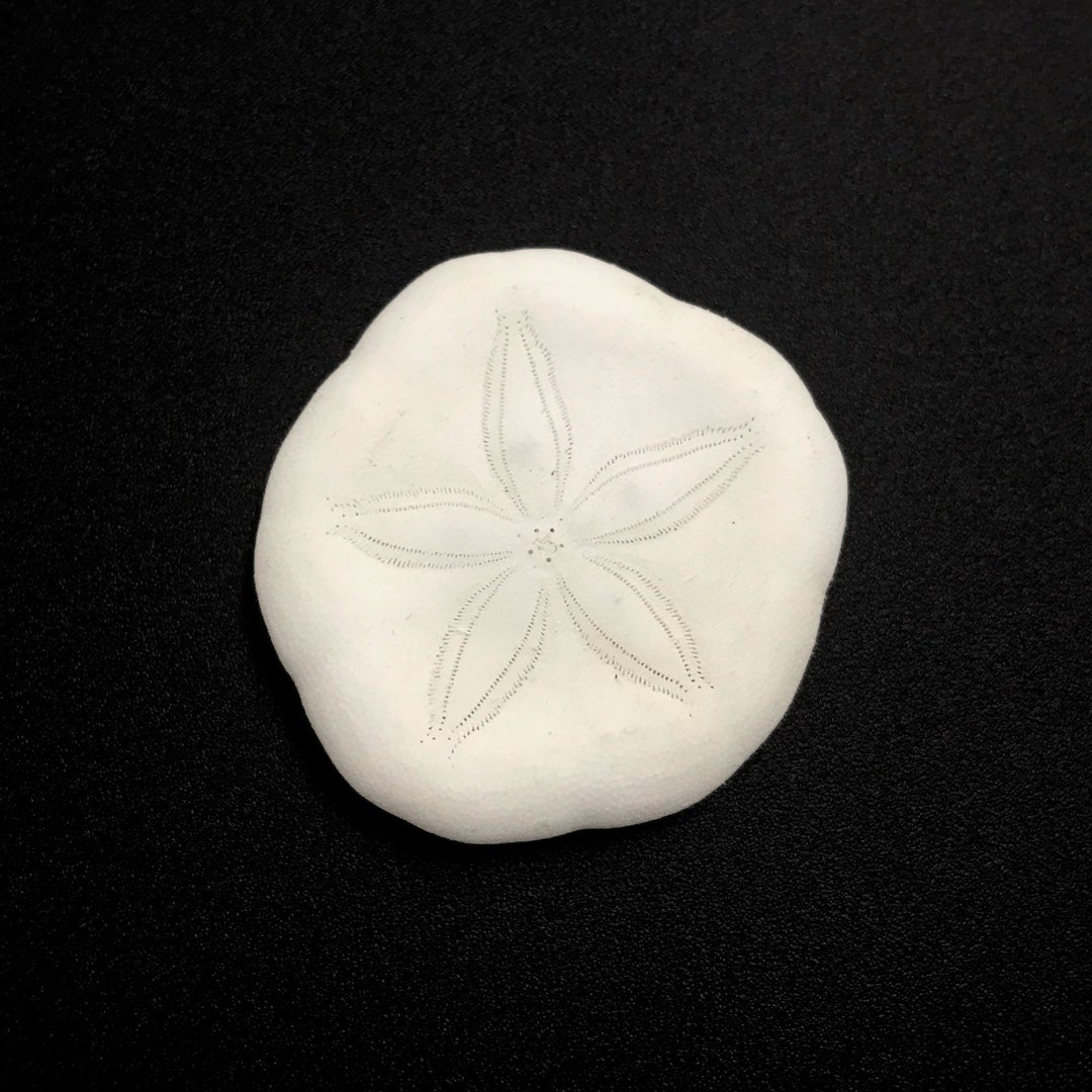 Sand Dollar Sea Shell Laganidae Sand Dollar Natural Display Specimen ...