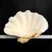 Extra Large Giant Clam Shell Half Very Rare Unique Real Sea Shell ...