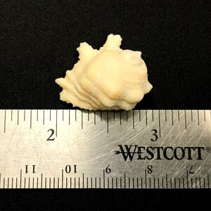 Finger Drupe Sea Shell Drupina Grossularia Natural Display Specimen ...