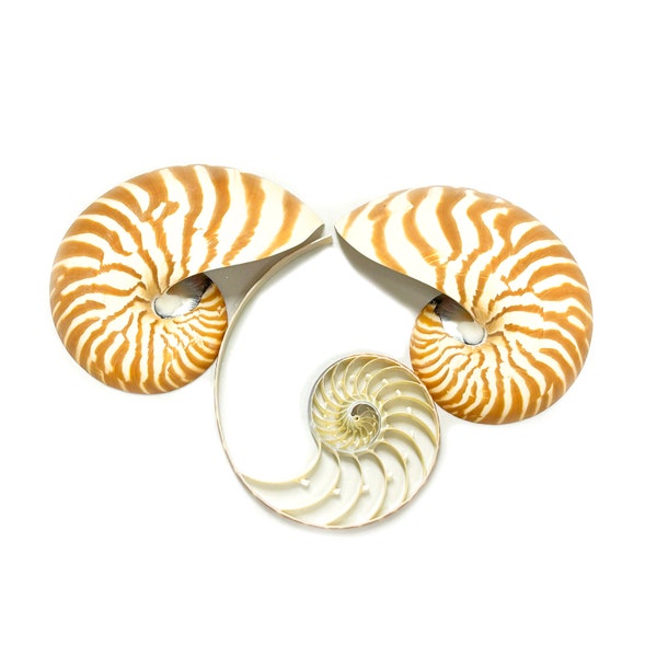 Nautilus Shell - Etsy