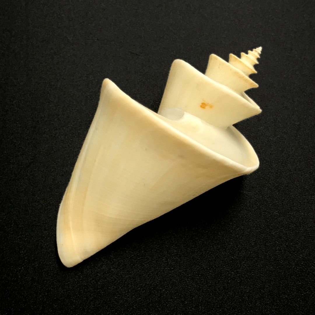 Japanese Wonder Sea Shell Thatcheria Mirabilis Natural Display Specimen ...