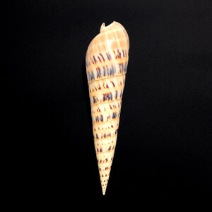 LARGE Marlin Spike Auger Sea Shell Terebra Maculata Natural Display ...