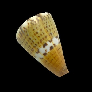 Captain's Cone Sea Shell Conus Capitaneus Natural Display Specimen ...