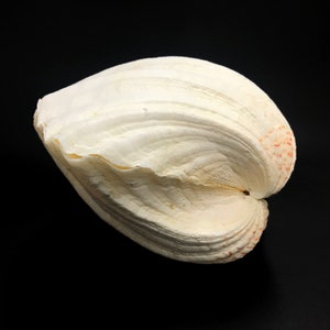Extra Large Giant Clam Shell MATCHING PAIR Very Very Rare Unique Real ...
