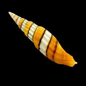 Orange & White Ribbon Miter Sea Shell Regal Queen Mitre Natural ...