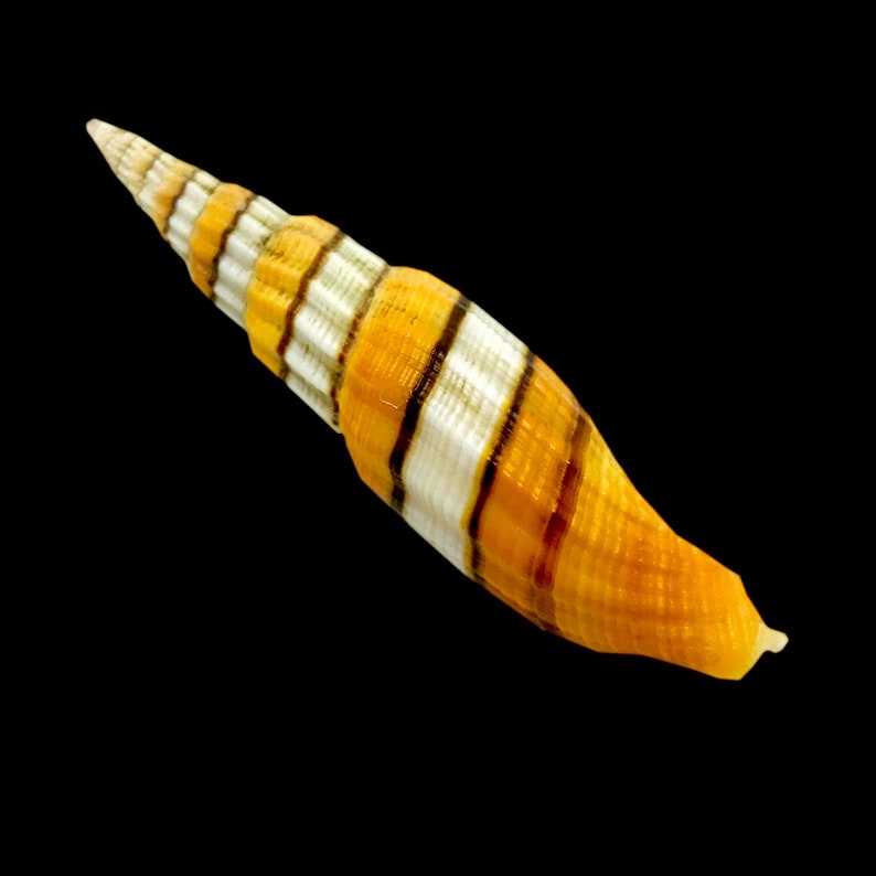Orange & White Ribbon Miter Sea Shell Regal Queen Mitre Natural ...
