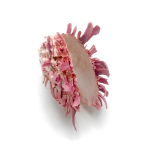 Purple Spiny Oyster Sea Shell Spondylus Squamosus Unique Natural ...