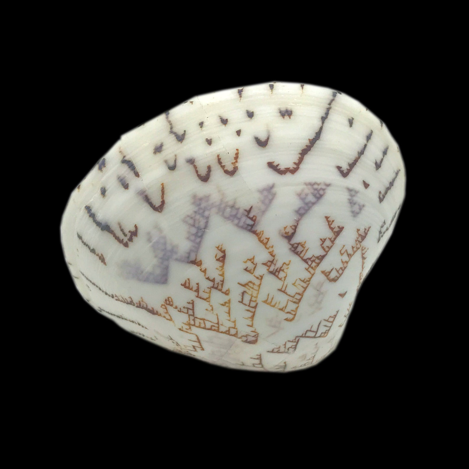 Venus Clam Shell MATCHING PAIR Zigzag Pattern Lioconcha Castrensis ...