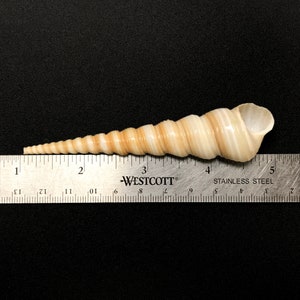 Auger Screw Sea Shell Turritella Terebra Tower Screw Shell Natural ...