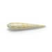 Lance Auger Sea Shell Hastula Lanceata Adorable Tiny Natural ...