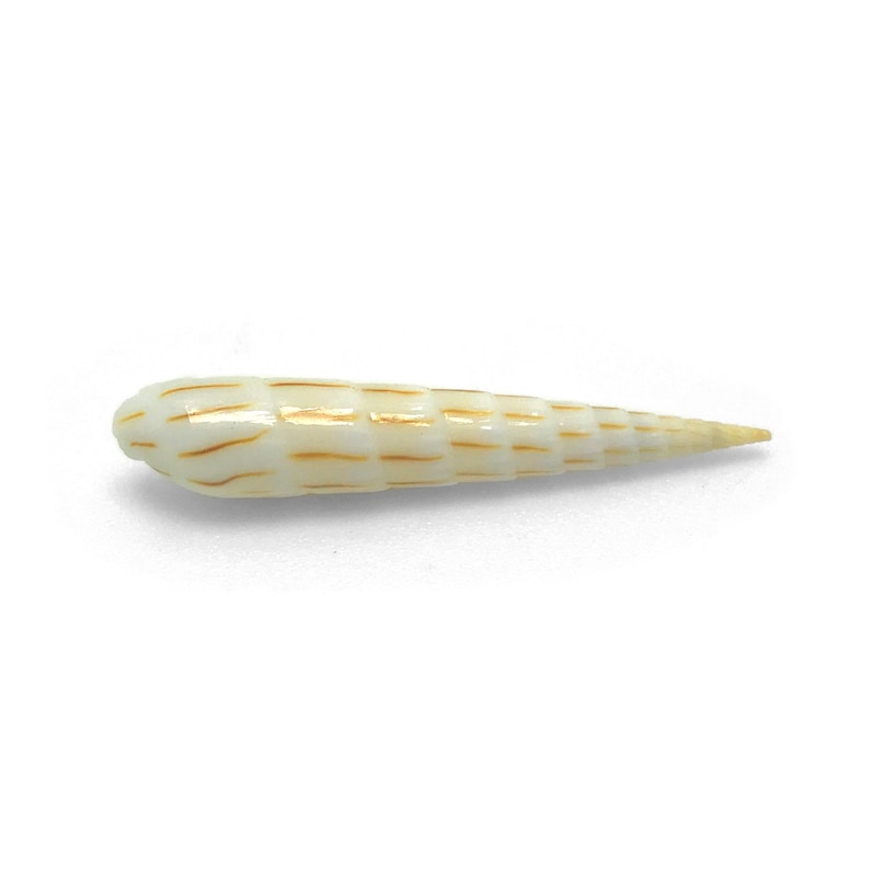 Lance Auger Sea Shell Hastula Lanceata Adorable Tiny Natural ...