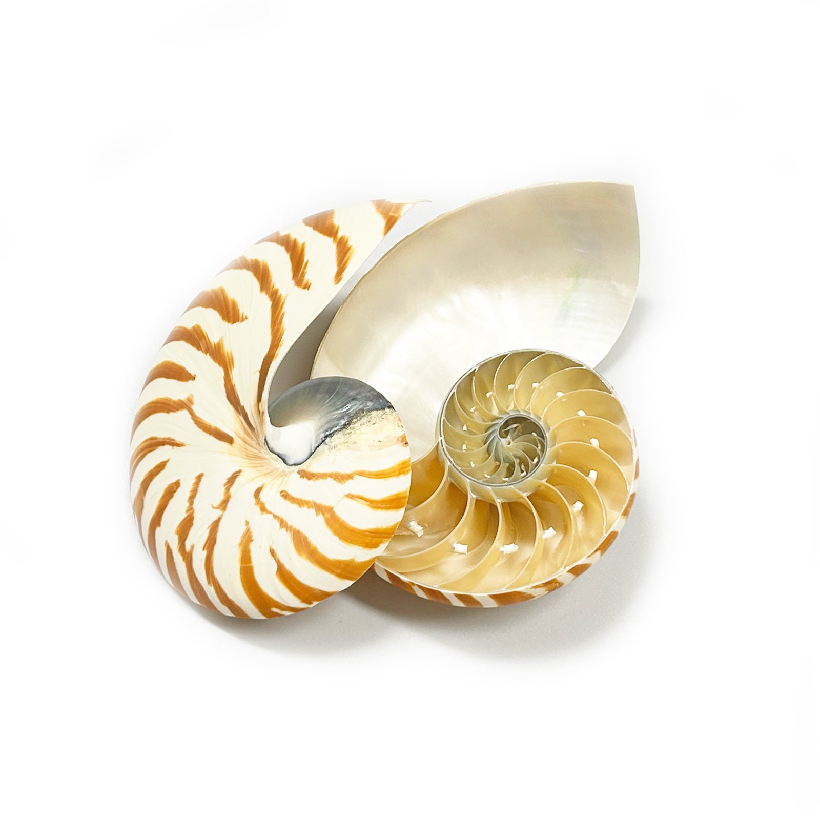 Split Nautilus Sea Shell Rare Chambered Nautilus Natural Display ...