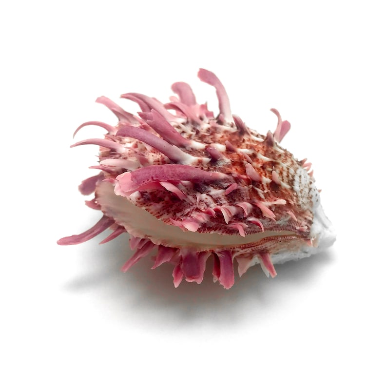 Purple Spiny Oyster Sea Shell Spondylus Squamosus Unique - Etsy