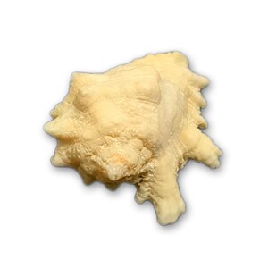 Mini Murex Orange Finger Drupe Sea Shell Drupina Grossularia - Etsy