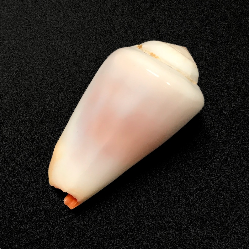 Polished Strawberry Conch Sea Shell Conomurex Luhuanus Natural - Etsy