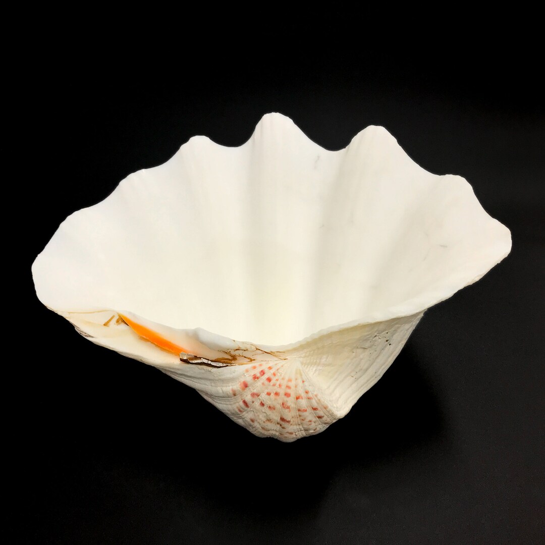 Extra Large Giant Clam Shell Half Very Rare Unique Real Sea Shell ...