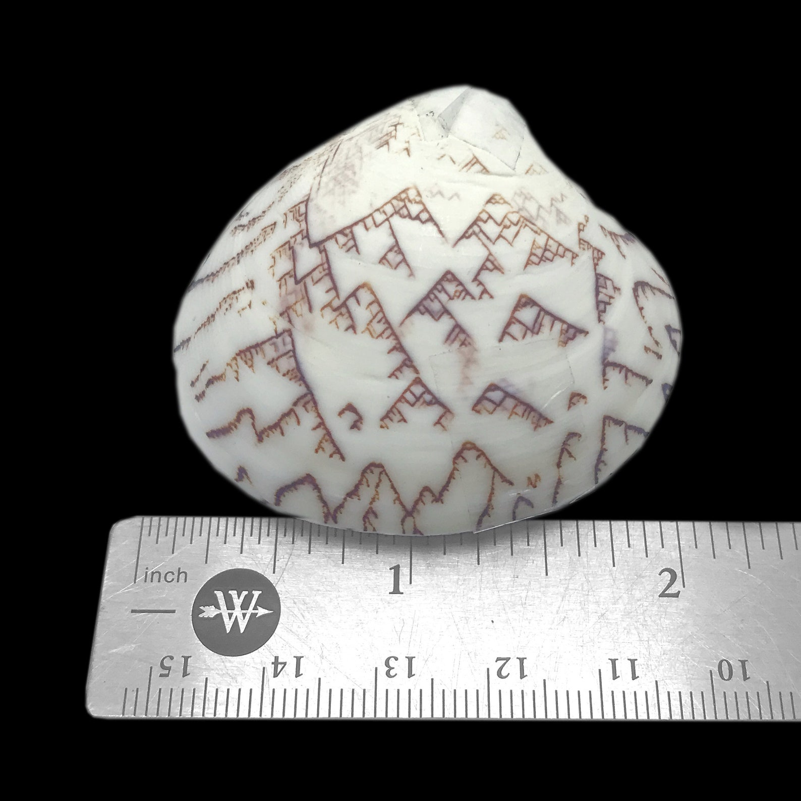 Venus Clam Shell MATCHING PAIR Zigzag Pattern Lioconcha Castrensis ...