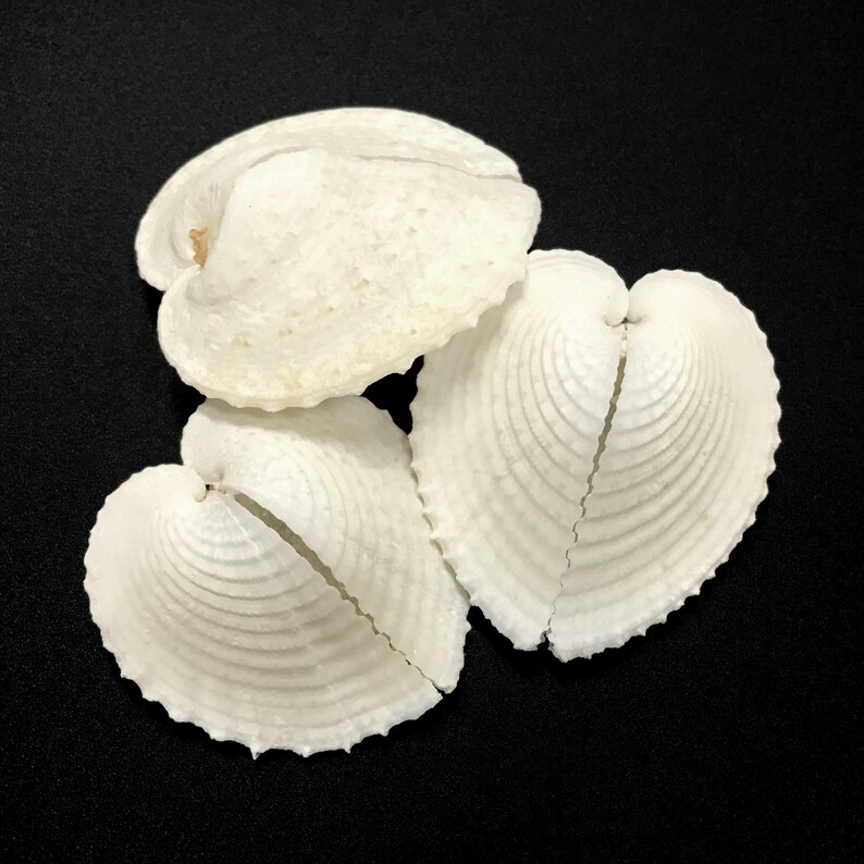 White Heart Cockle Sea Shell Cardium Cardissa Unique Natural - Etsy