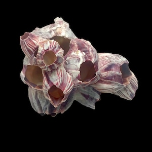 Purple Barnacle Cluster Sea Shell Natural Display Specimen Marine ...
