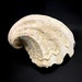Extra Large Giant Clam Shell Half Very Rare Unique Real Sea Shell ...