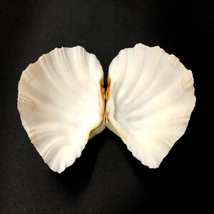 Large Horse Hoof Clam Shell MATCHING PAIR Hippopus Hippopus Unique Rare ...