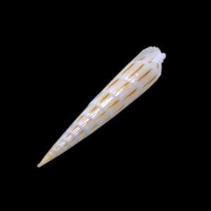 Auger Lance Sea Shell Adorable Tiny Natural Collectible Terebra ...
