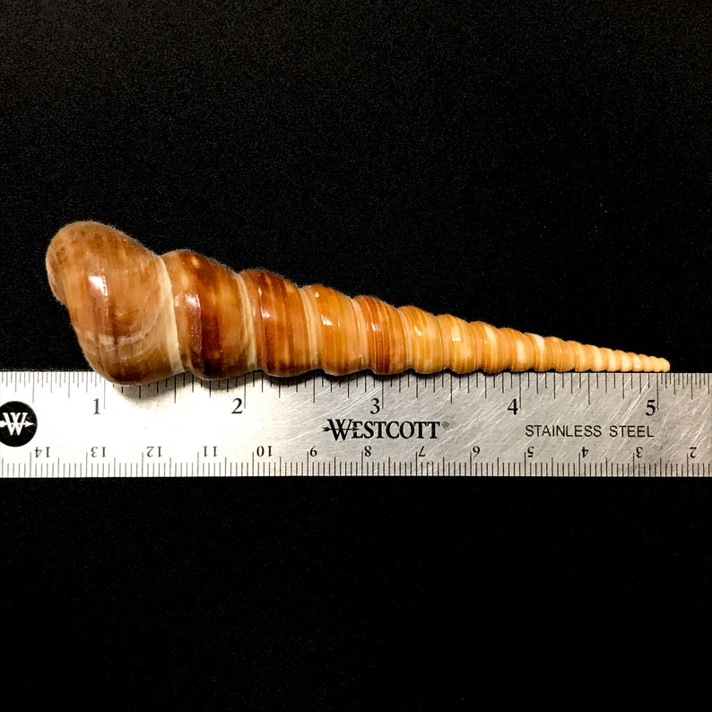Auger Screw Sea Shell Turritella Terebra Tower Screw Shell Natural ...