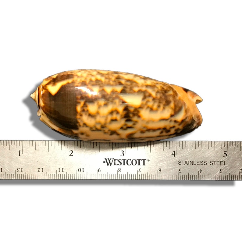 Olive Sea Shell Pacifica Oliva Miniacea Natural Display Specimen Marine ...