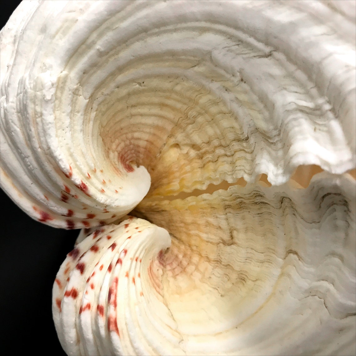 Extra Large Horse Hoof Clam Shell MATCHING PAIR Hippopus - Etsy