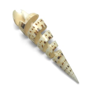 Spiral Cut Marlin Spike Auger Sea Shell Terebra Maculata Display ...