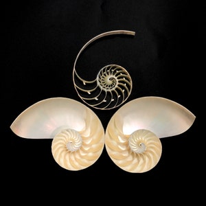 Centre Cut Chambered Nautilus Sea Shell Very Rare Natural Display ...