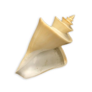 Thatcheria Mirabilis Sea Shell Japanese Wonder Shell Natural Display ...