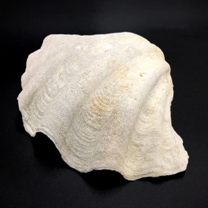 Extra Large Giant Clam Shell Half Very Rare Unique Real Sea Shell ...