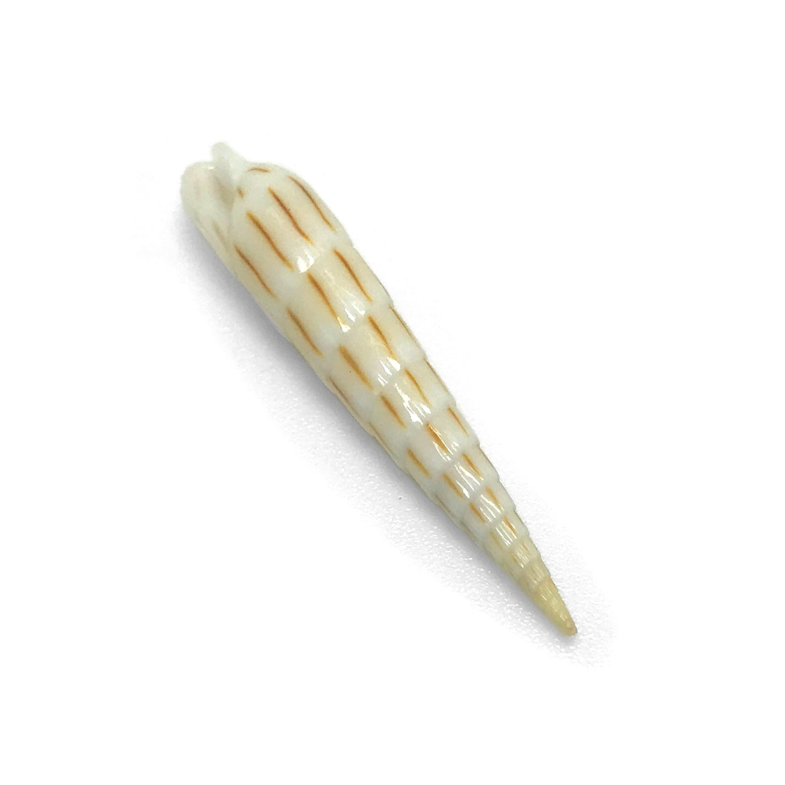 Lance Auger Sea Shell Hastula Lanceata Adorable Tiny Natural Collectible Display Specimen Marine ...